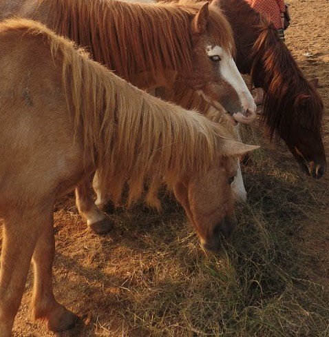 Draught Animals | Shiranee Pereira